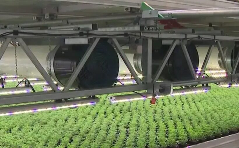 Massive Indoor Farm Starts Production in SA - Connect CRE